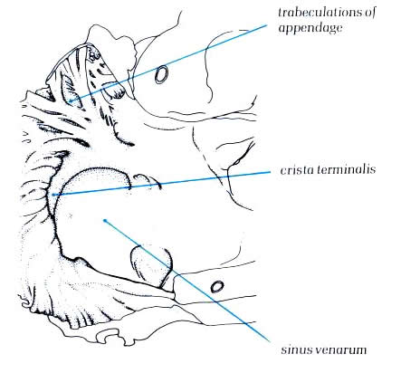 Anatomy of the Heart
